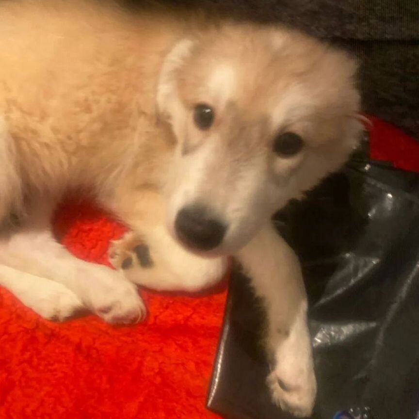 Лайка, щенок