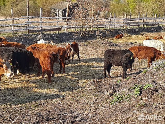 Бычки и телята