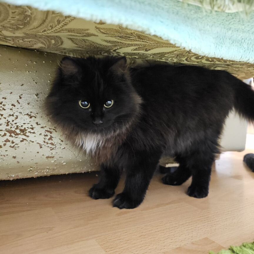 Кошка ищет новый дом