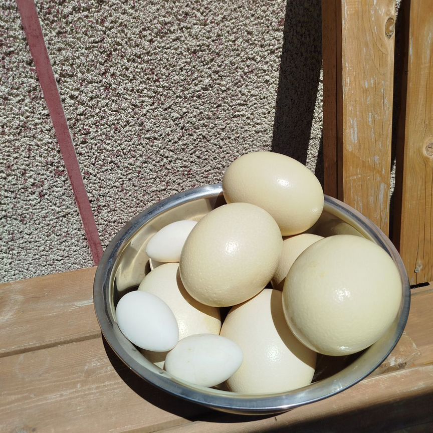 Страусиное столовое яйцо