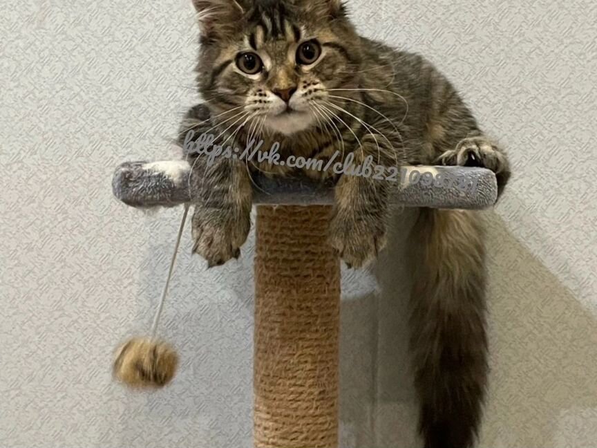 Котята мейн-кун, кунята, котята