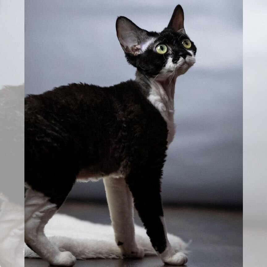 Девон-рекс, взрослая кошка