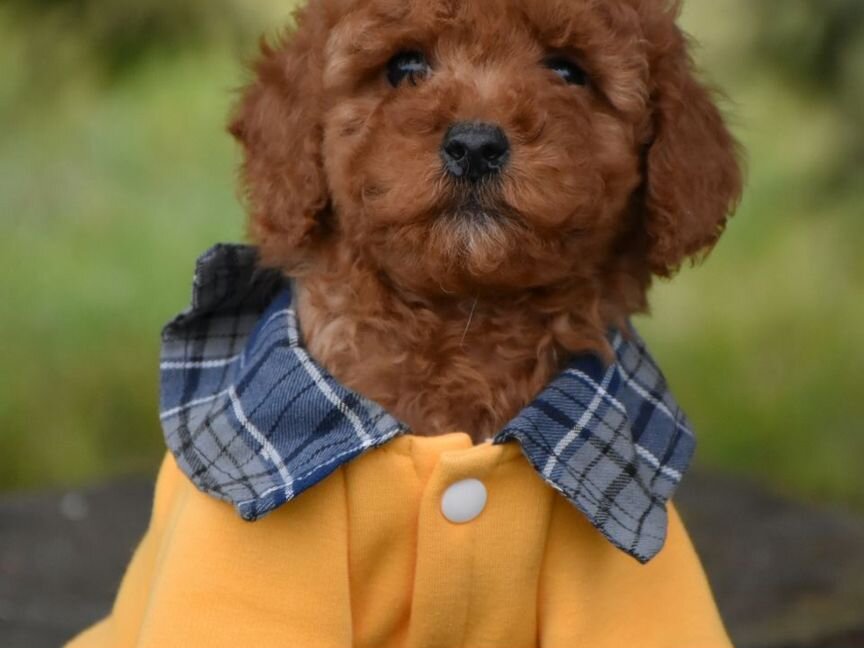 Мальчишка Рюшик