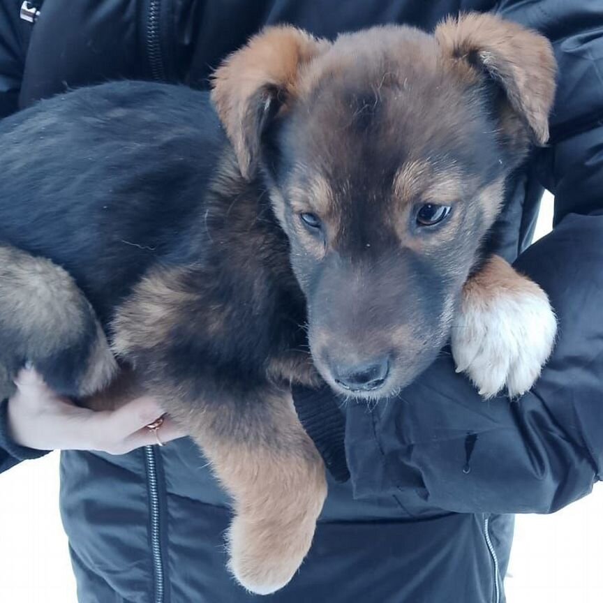 Щенки в добрые руки