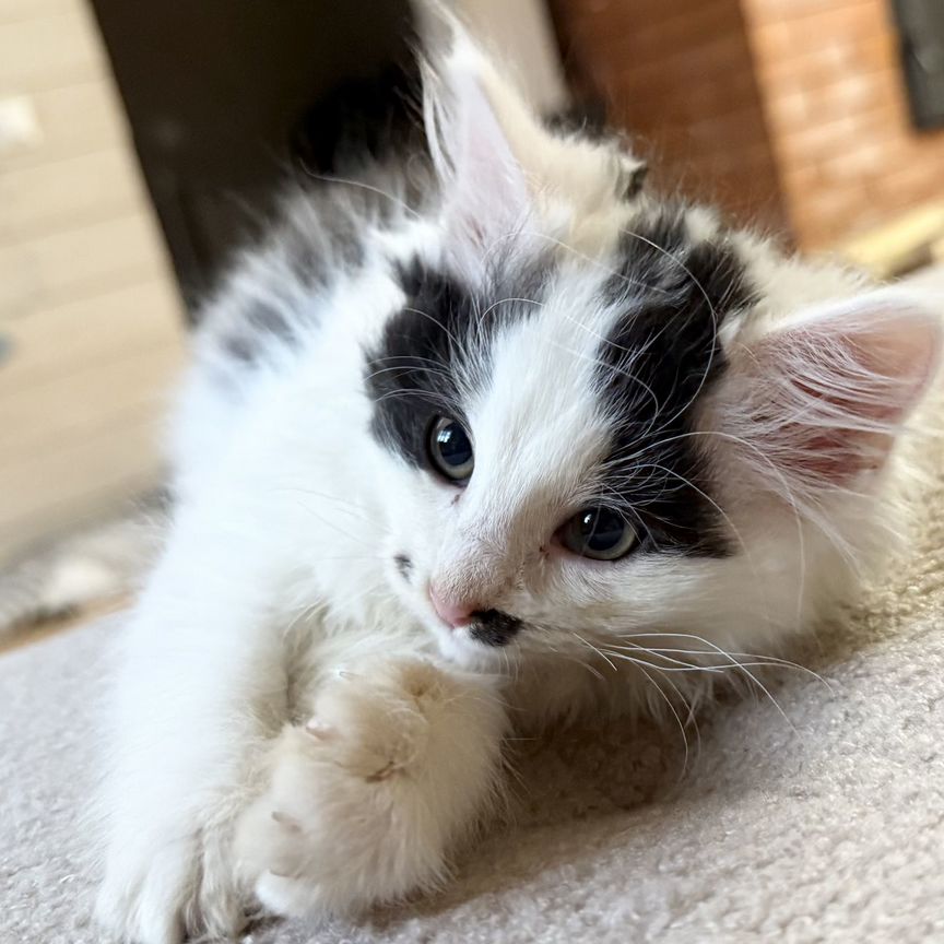 Котёнок в добрые руки