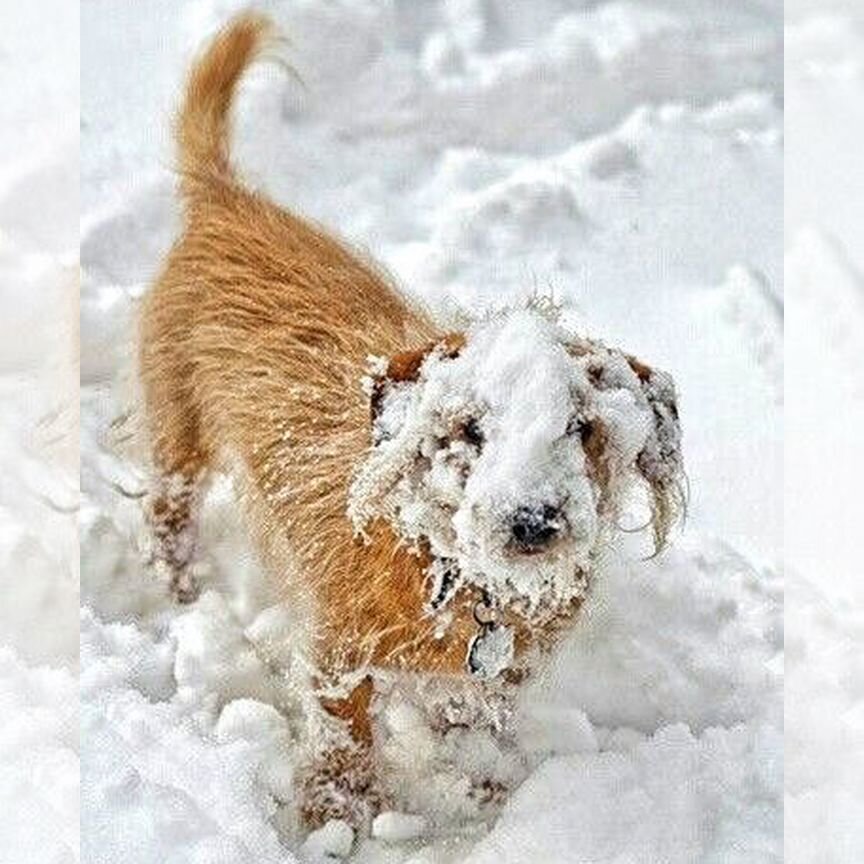 Взрослая собака в добрые руки