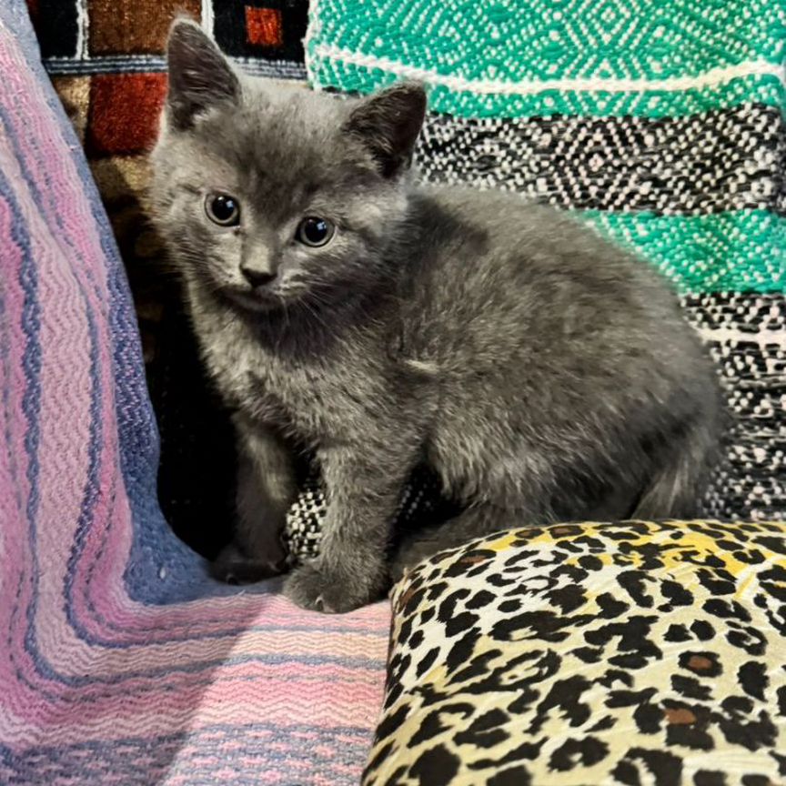 Котята