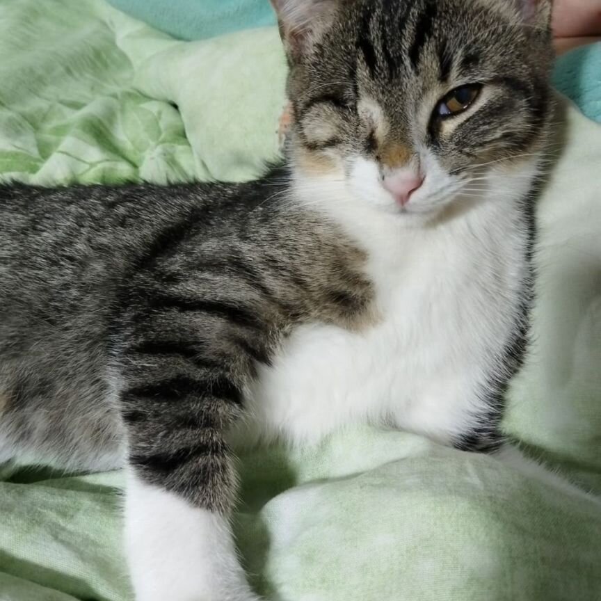 Котик