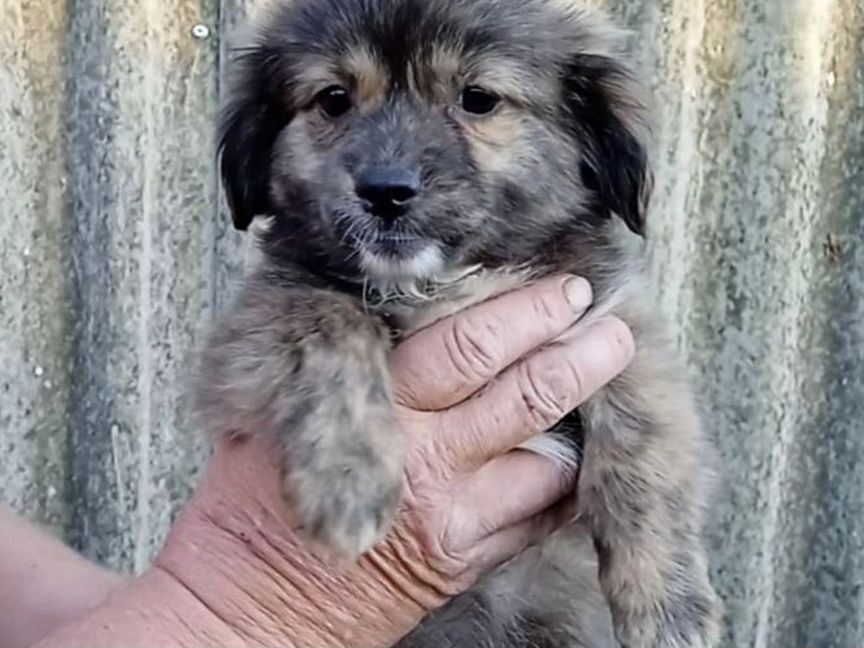 Мелкий щеночек, девочка