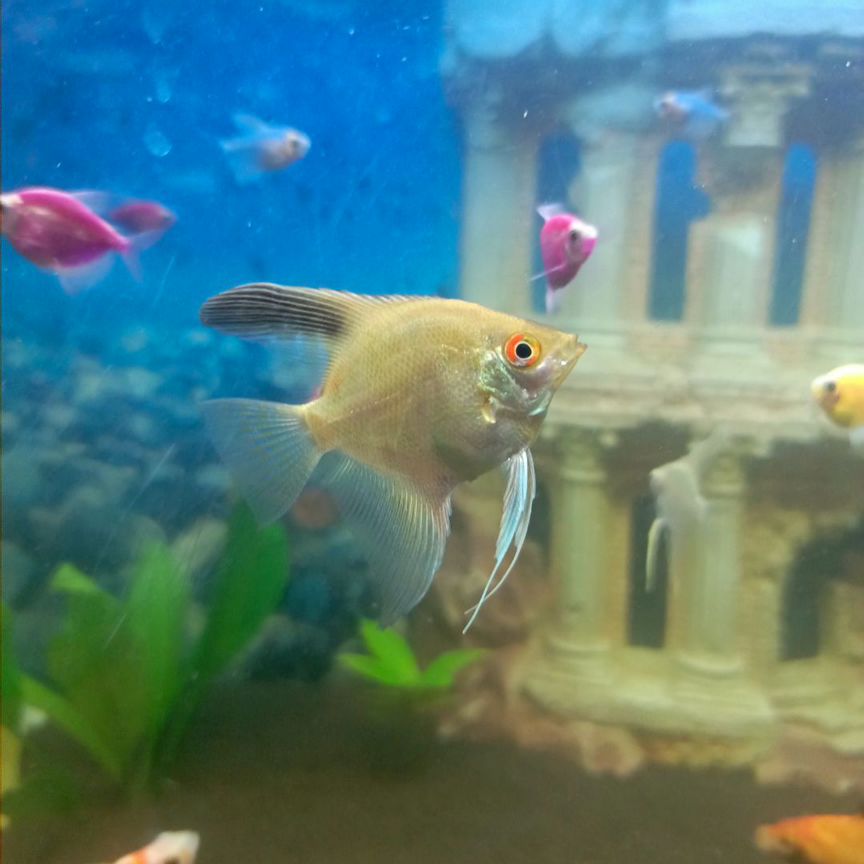 Рыбки скалярии