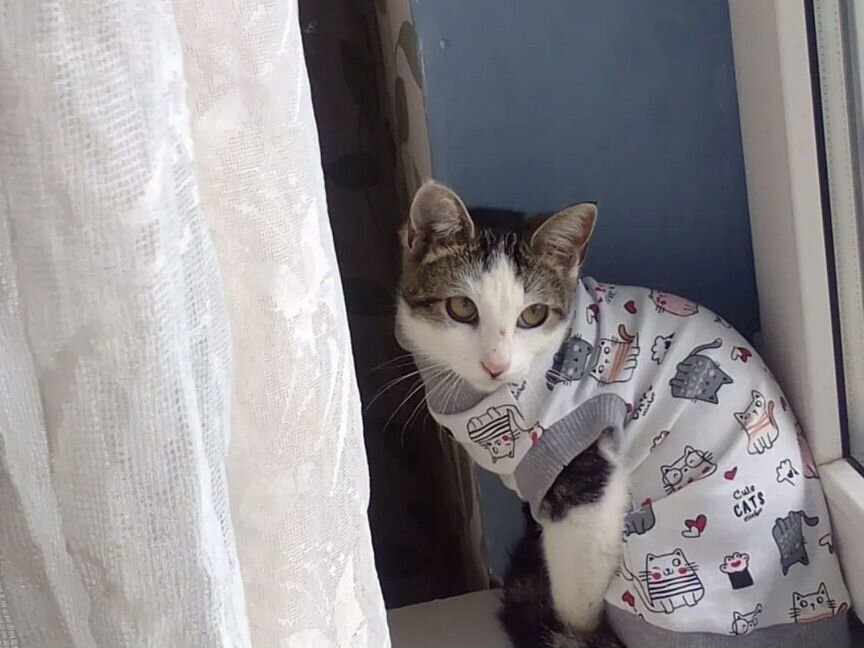 Кошка Маруся, 6 месяцев