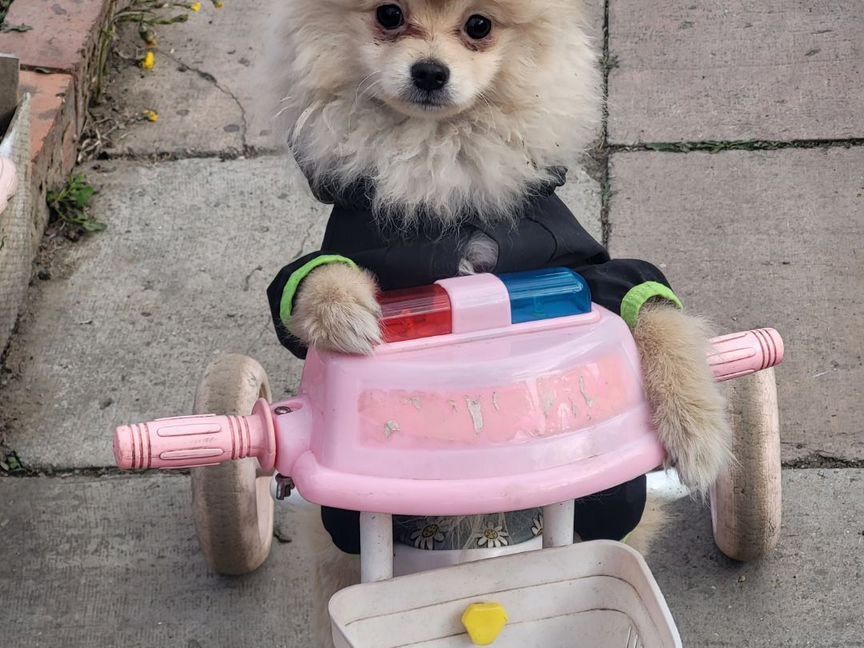 Померанский шпиц