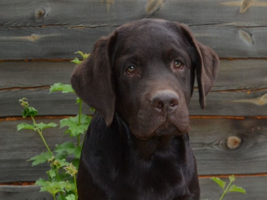 Шоколадный мальчик