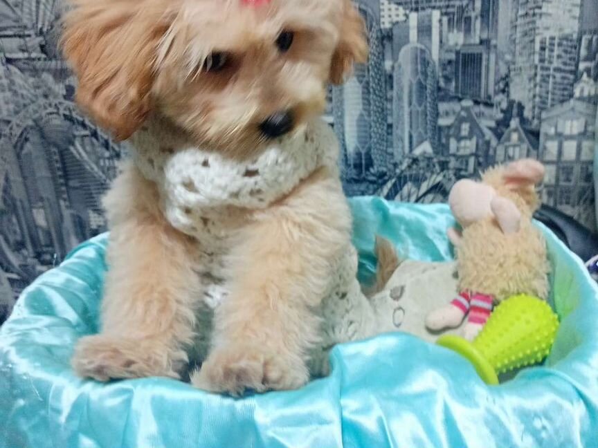 Собаки щенки мальтипу