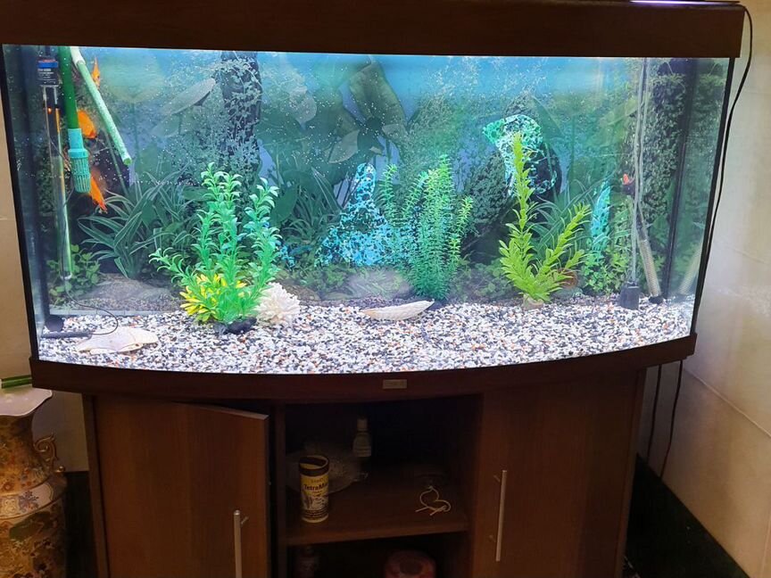 Панорамный аквариум Juwel 400л +6 дискус