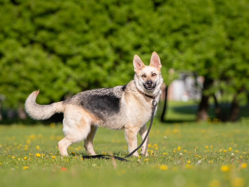 Восточная овчарка
