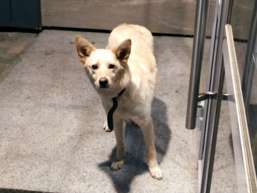 Найдена собака (самочка) с ошейником, кто потерял