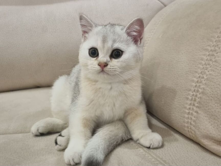 Британская/ шотландская шиншилла