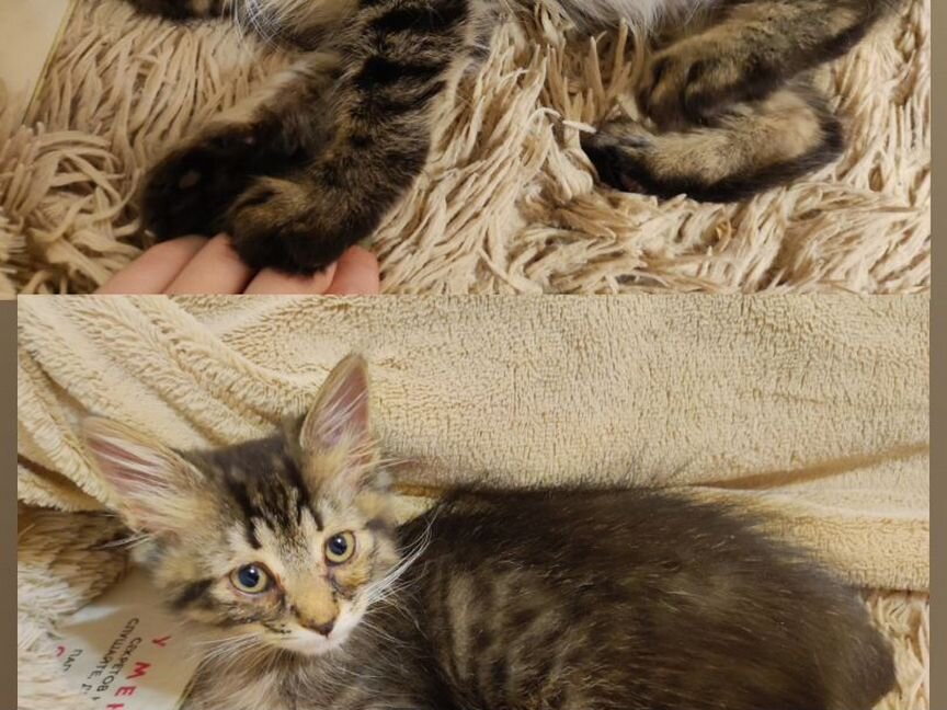 Котята в добрые руки