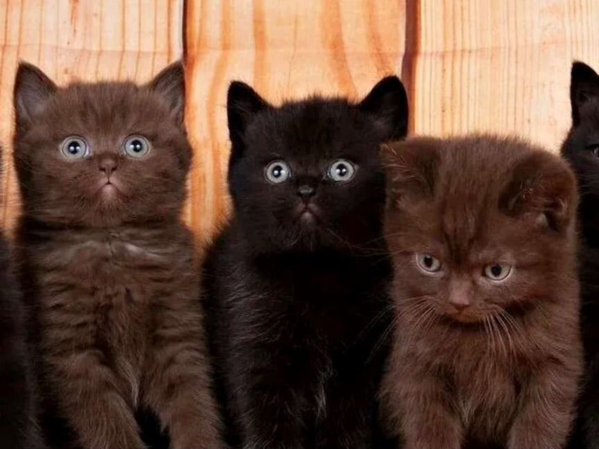Плюшевые Шоколадки)