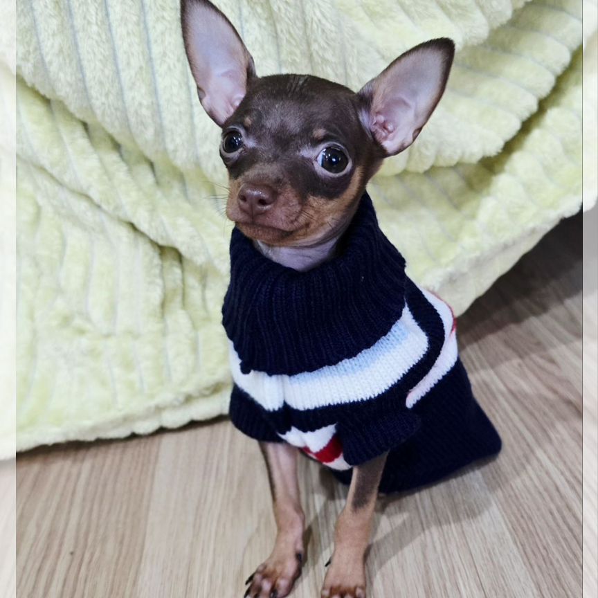 Русский той-терьер, щенок