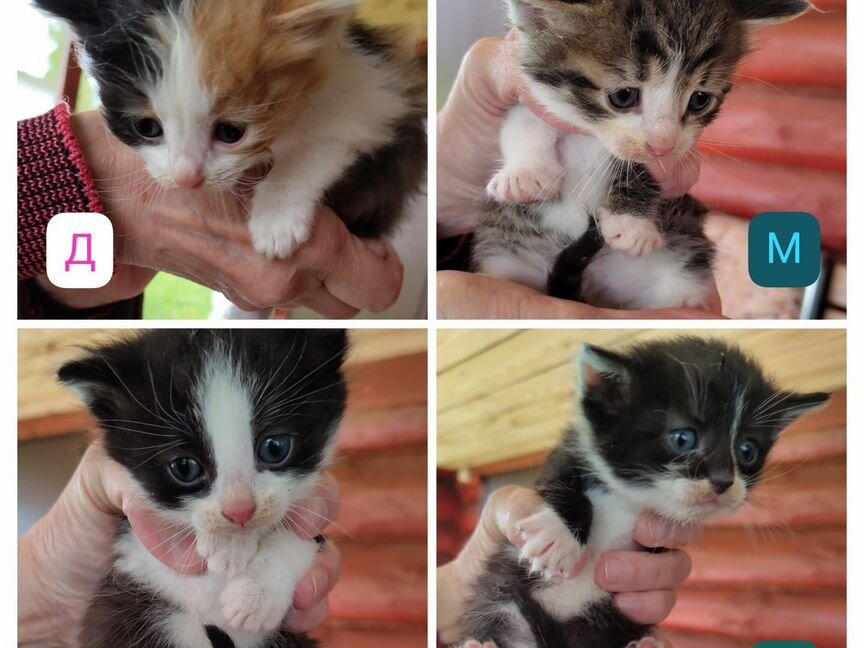 Котята в добрые руки