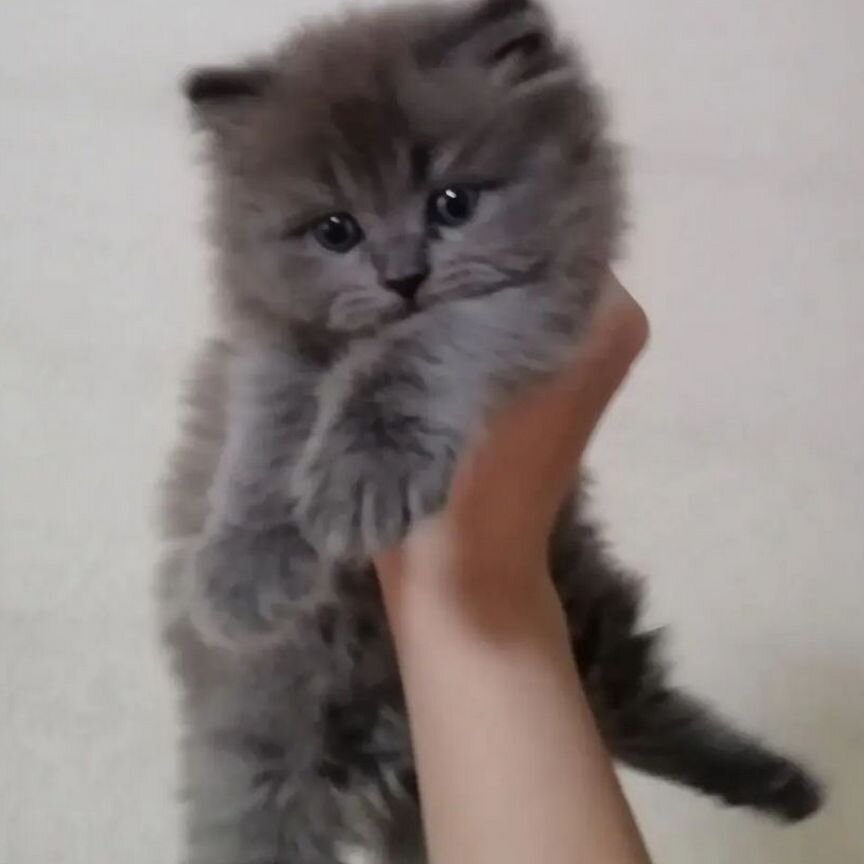 Шотландский прямоухий короткошёрстный котёнок