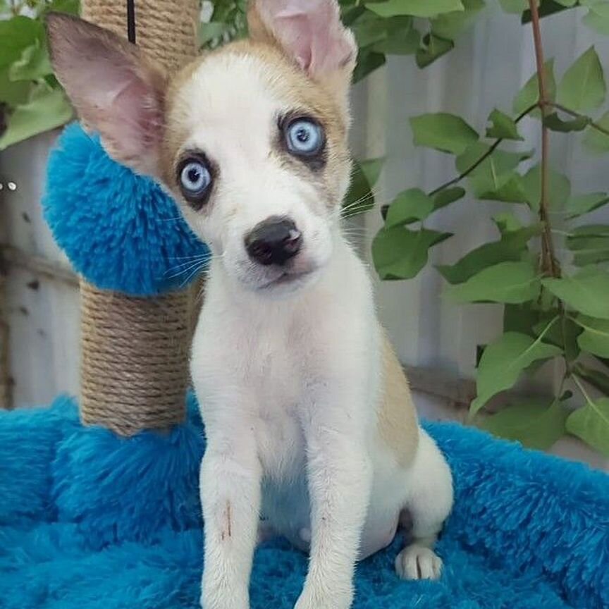 Щенок мальчик в добрые руки