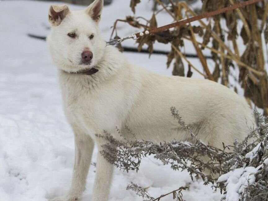 Молодой пёс