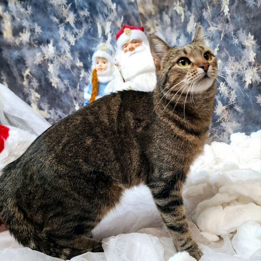Кошка