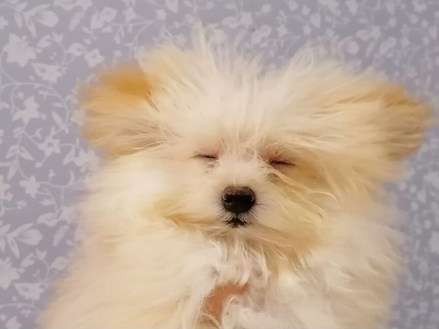 Мальтипу мини помпу