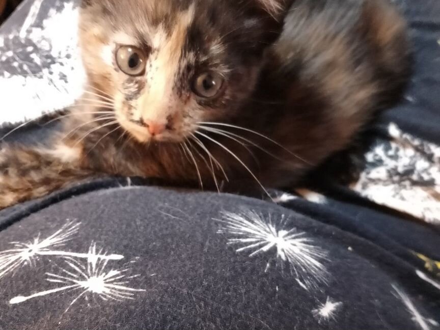 Пятнушка, 2 месяца, в добрые руки