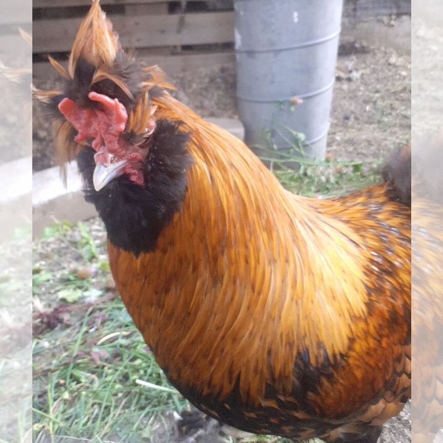 Павловские куры