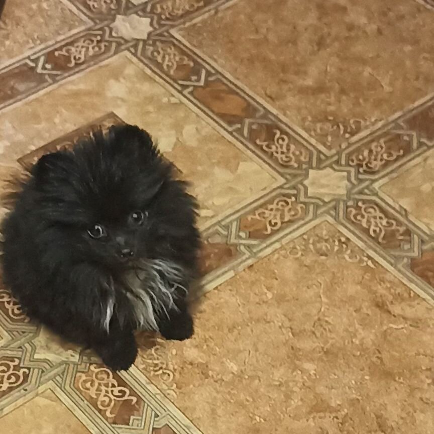 Продаю мини шпица