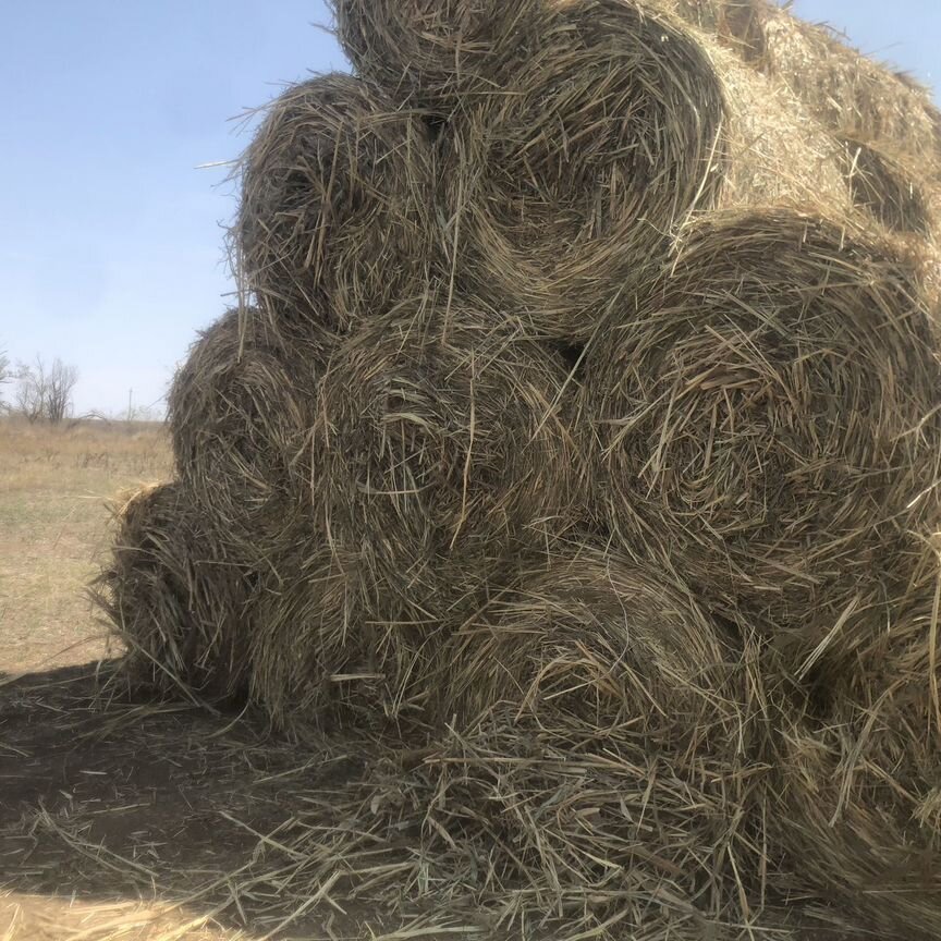 Сено в рулонах камышок с травой
