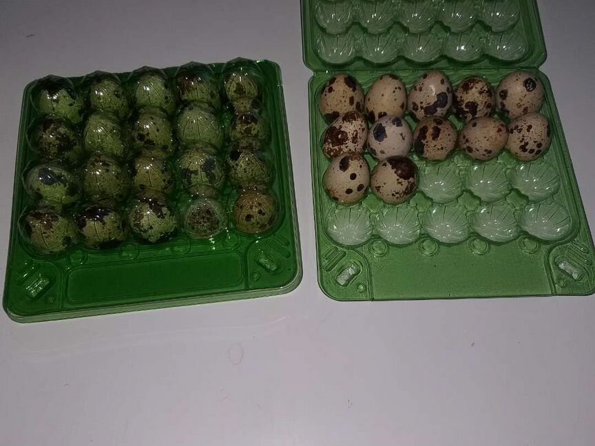 Ячейки для перепелиных яиц