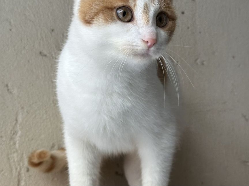 Флоки котёнок рыжий белый