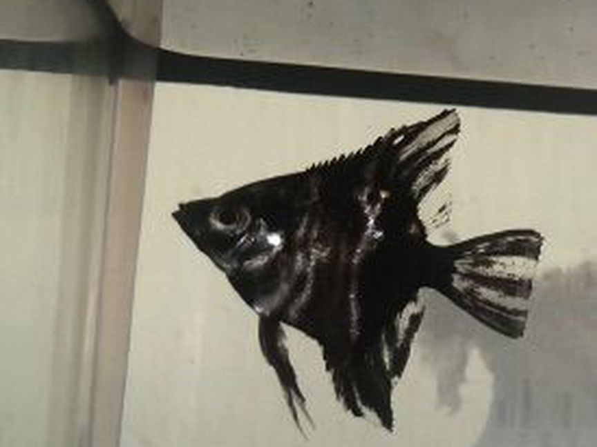 Отдам скалярию даром