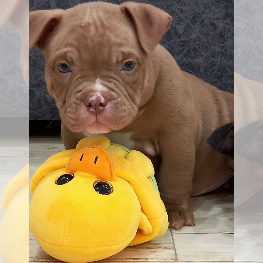Американский булли, щенок
