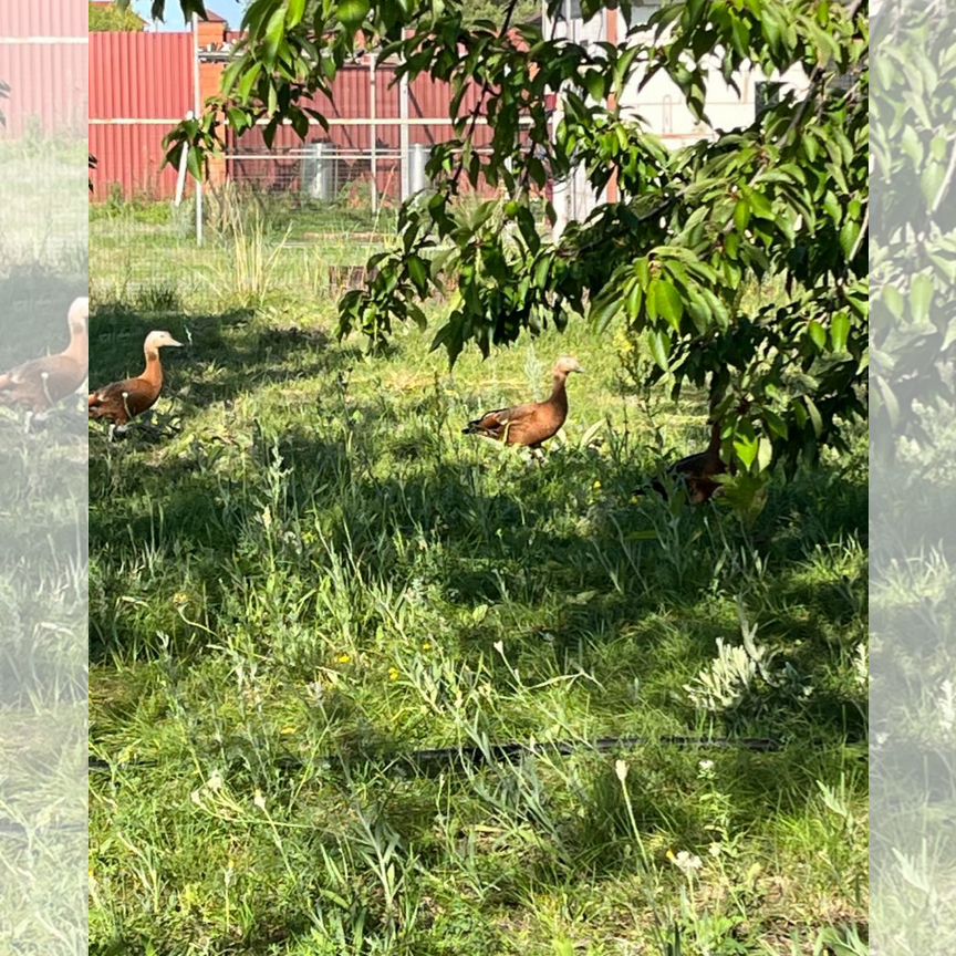 Утки огари