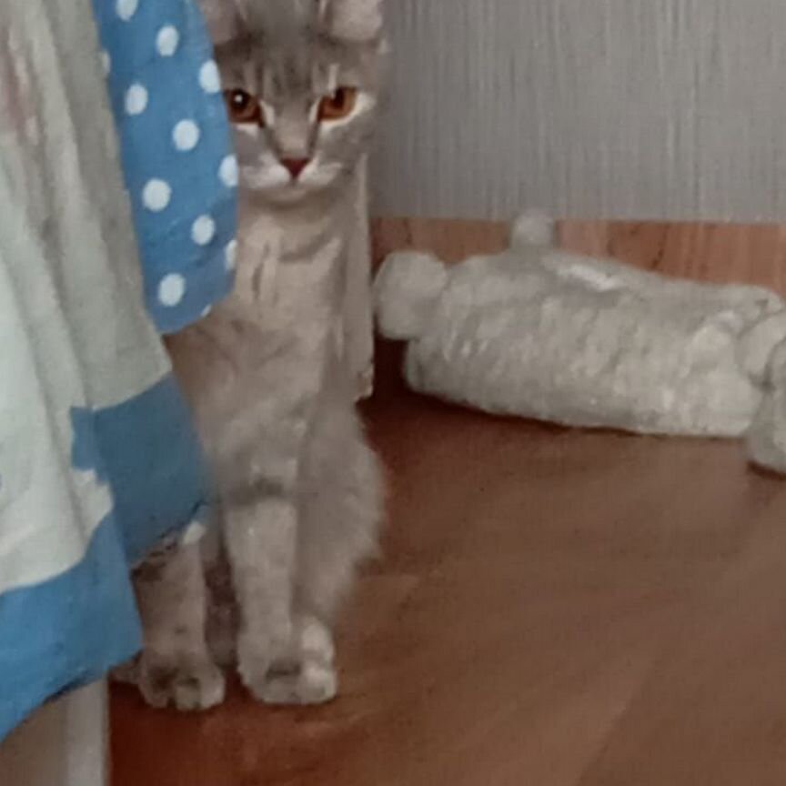 Взрослая кошка в добрые руки