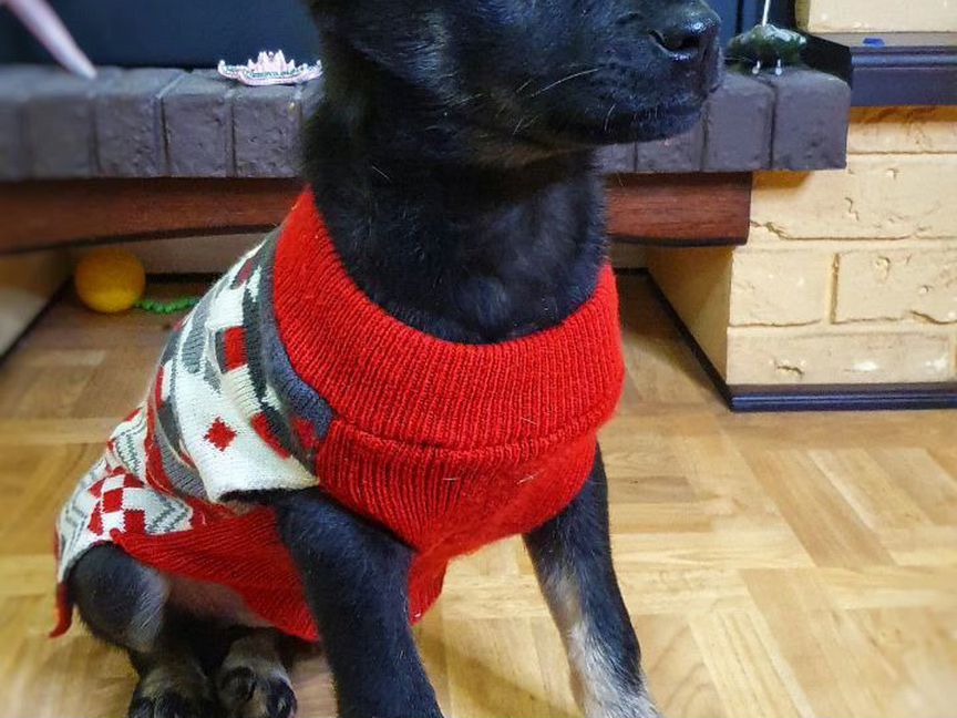 Щенок