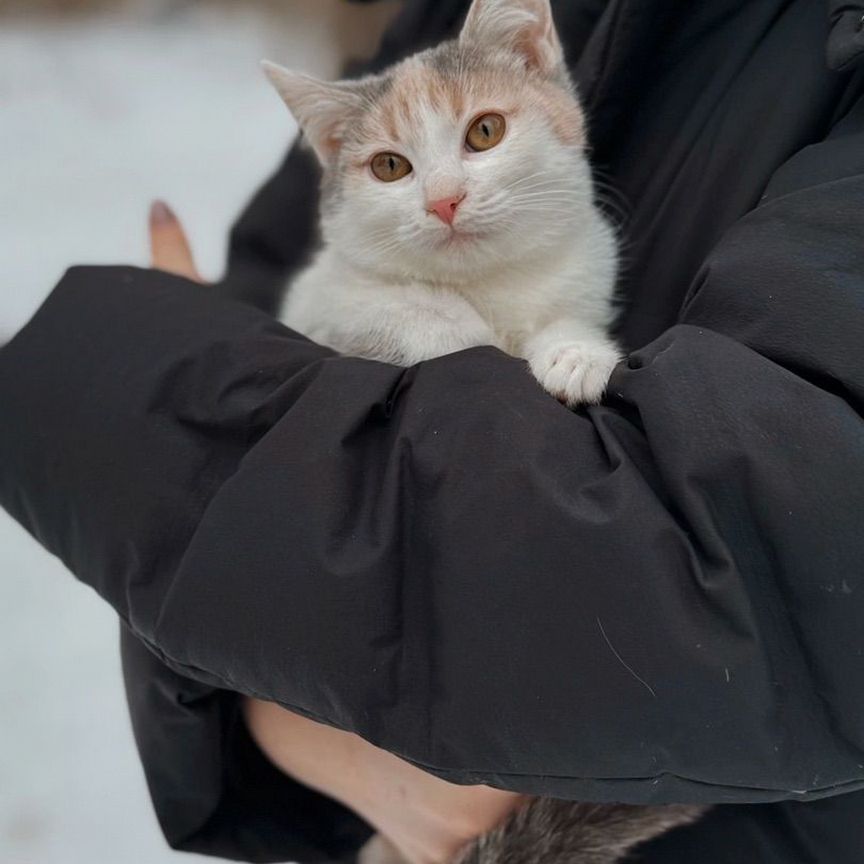 Котенок Мышка очень ищет дом