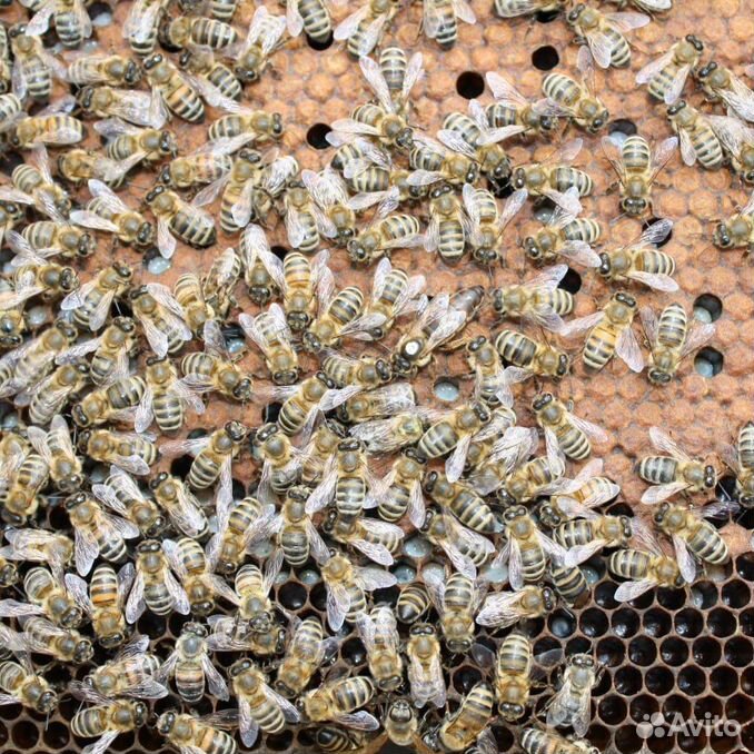 Пчеломатка плодная карпатской породы