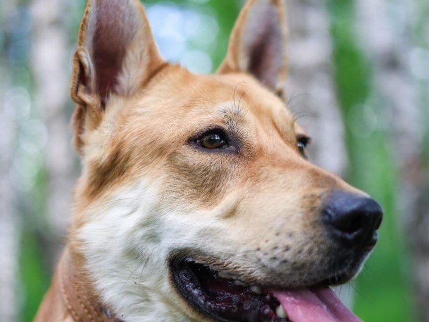 Собака в добрые руки