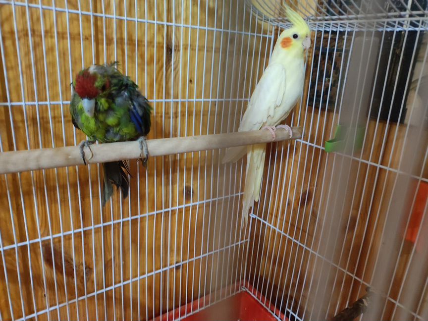 Продам попугаев, Корелла и Какарик