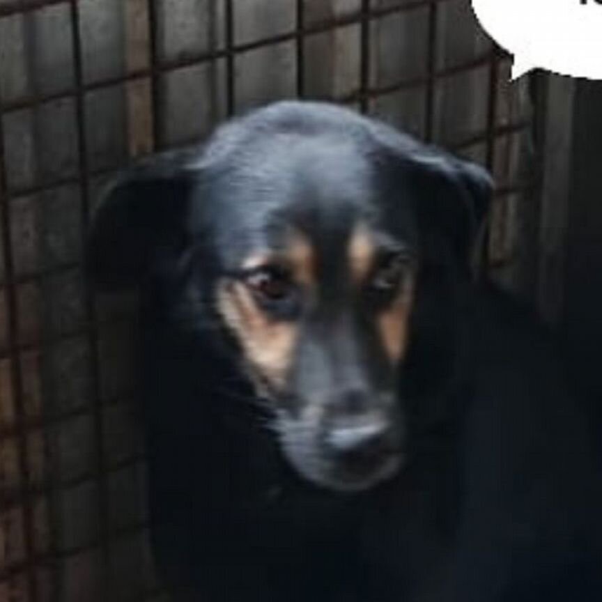 Взрослый пёс в добрые руки