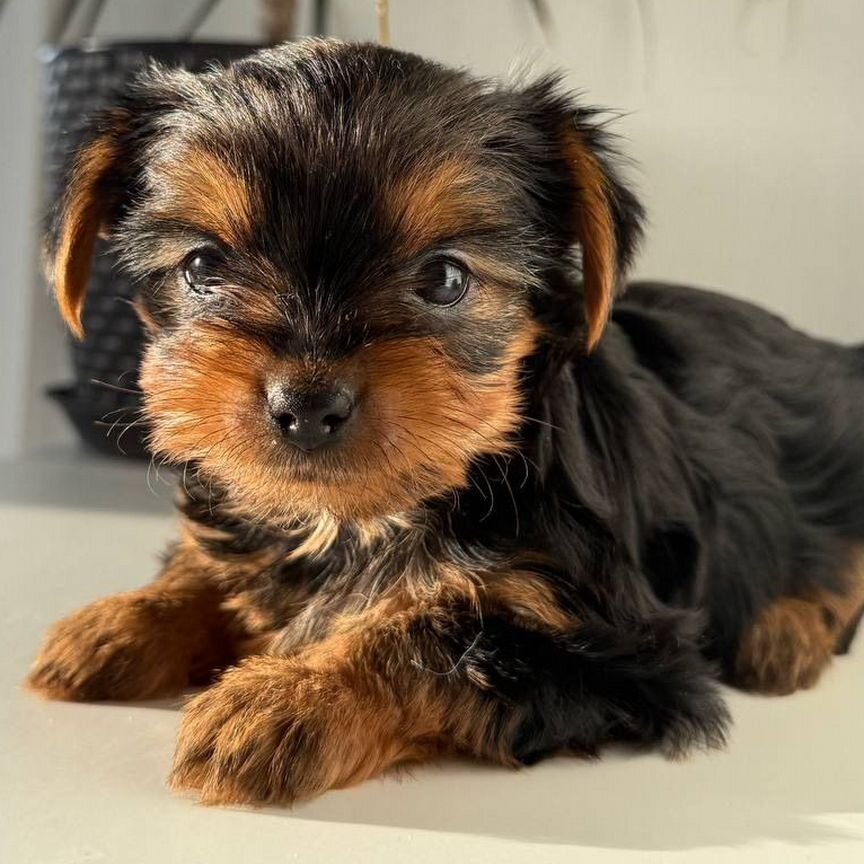 Йоркширский терьер, щенок