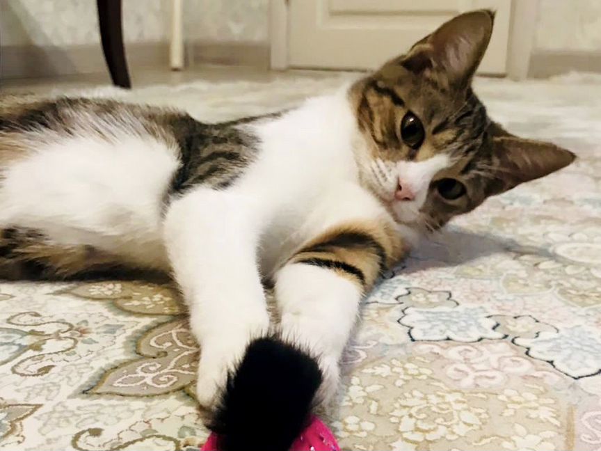 Котята