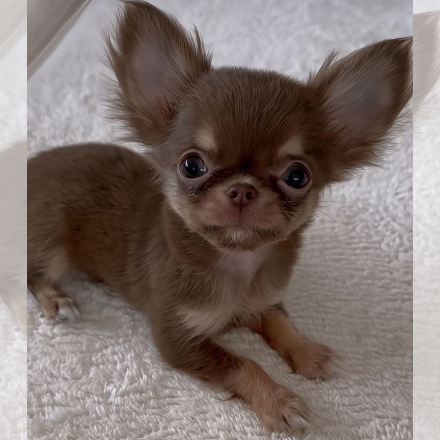 Чихуахуа, щенок